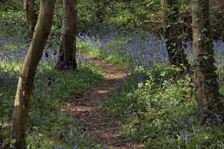 Parks to visit | Bracknell Forest Council