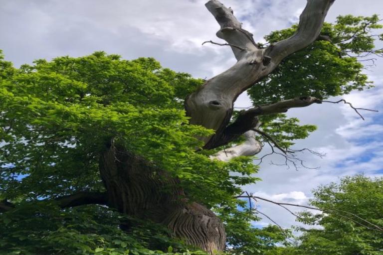 Parks to visit | Bracknell Forest Council